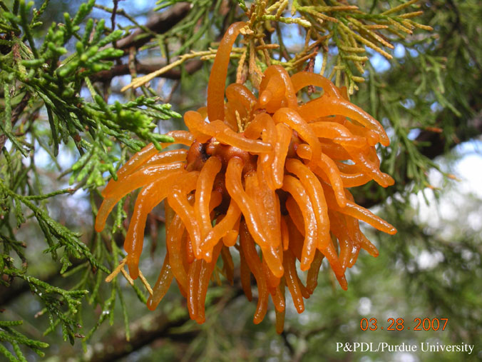 Cedar Apple and Related Rusts