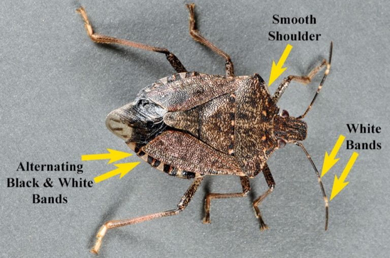 Brown marmorated Stink Bug