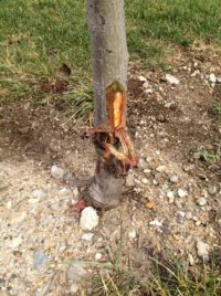 Mower-string trimmer injury