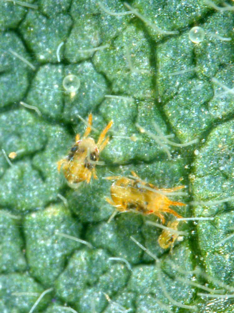 Spider mites