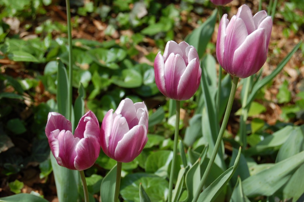 Flowering Bulbs