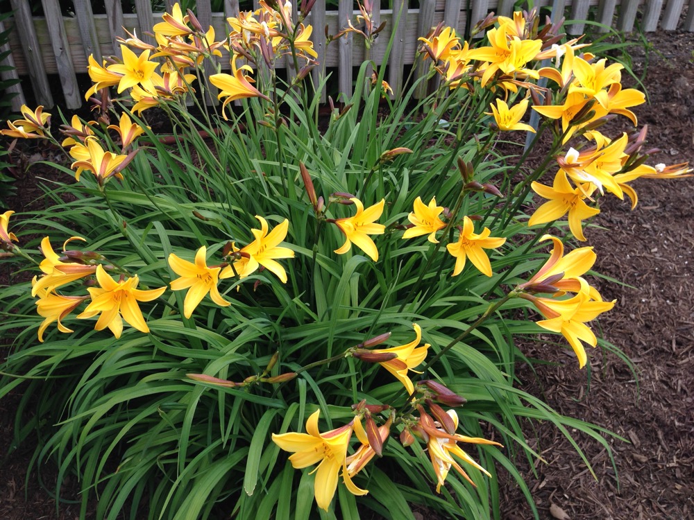 Daylilies