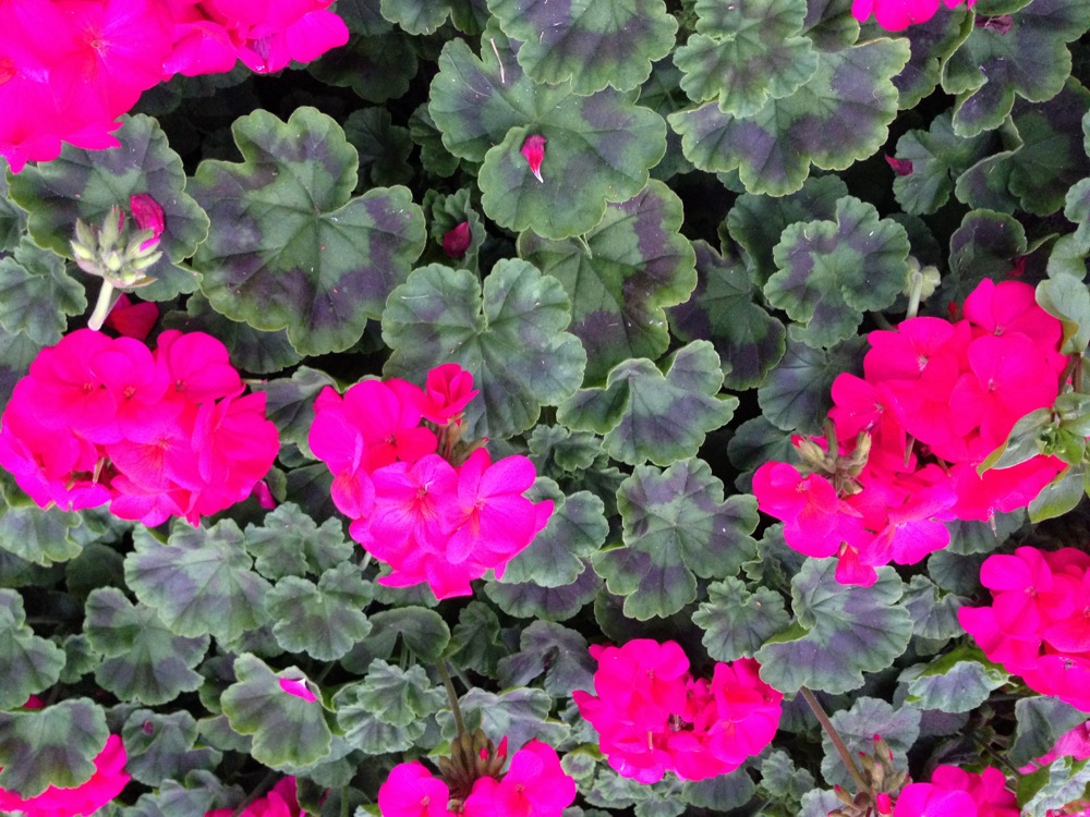 Winter Storage of Geranium, Canna, Gladiolus, Caladium, and Begonia