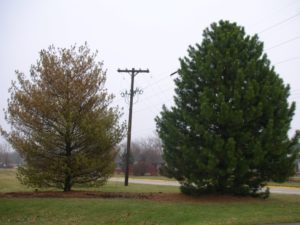 Stress Related Conifer Dieback