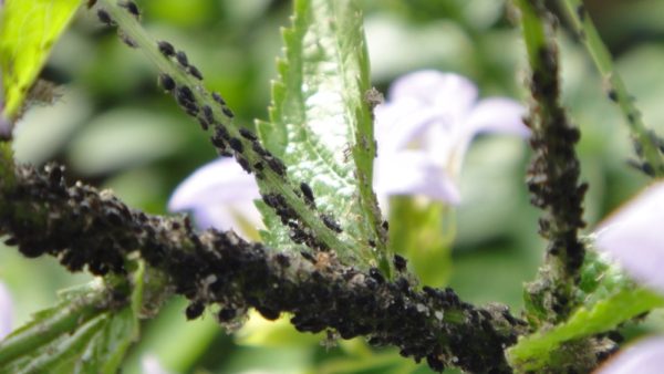 Flower Garden Pests