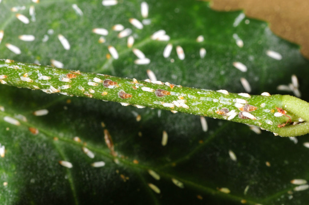 Dormant Applications of Horticultural Oil Can Help Control Troublesome Pests