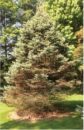Blue Spruce Update - Purdue Landscape Report