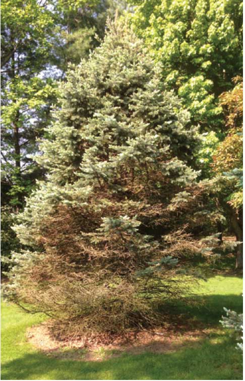 Blue Spruce Update - Purdue Landscape Report