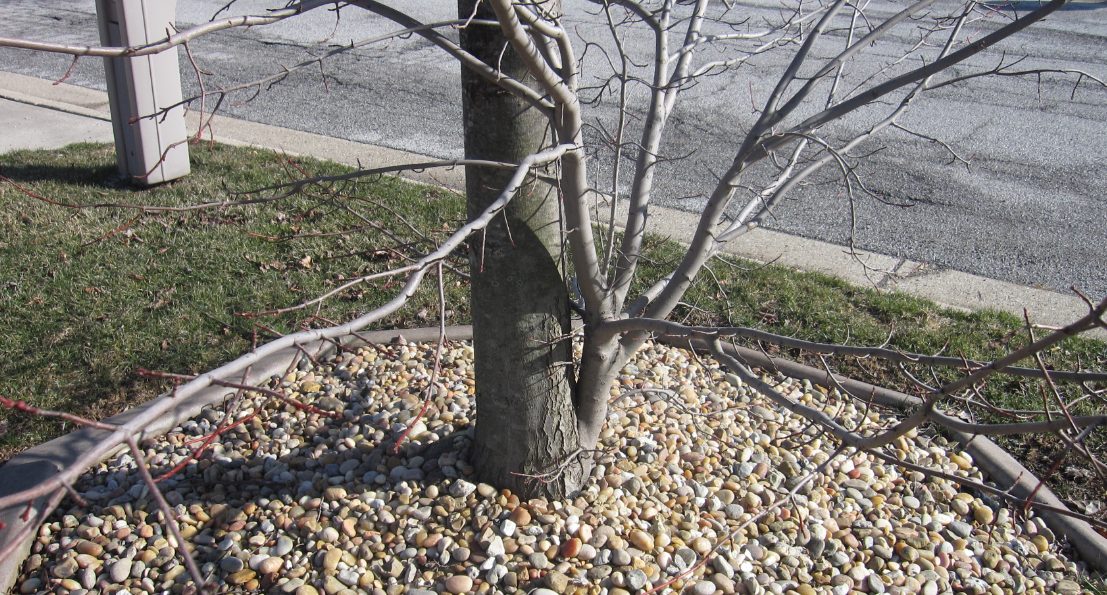 When To Remove Maple Tree Sucker