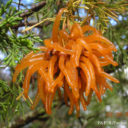 Orange ‘Koosh’ Galls on Eastern Red Cedar