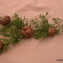 Orange ‘Koosh’ Galls on Eastern Red Cedar