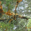 Orange ‘Koosh’ Galls on Eastern Red Cedar