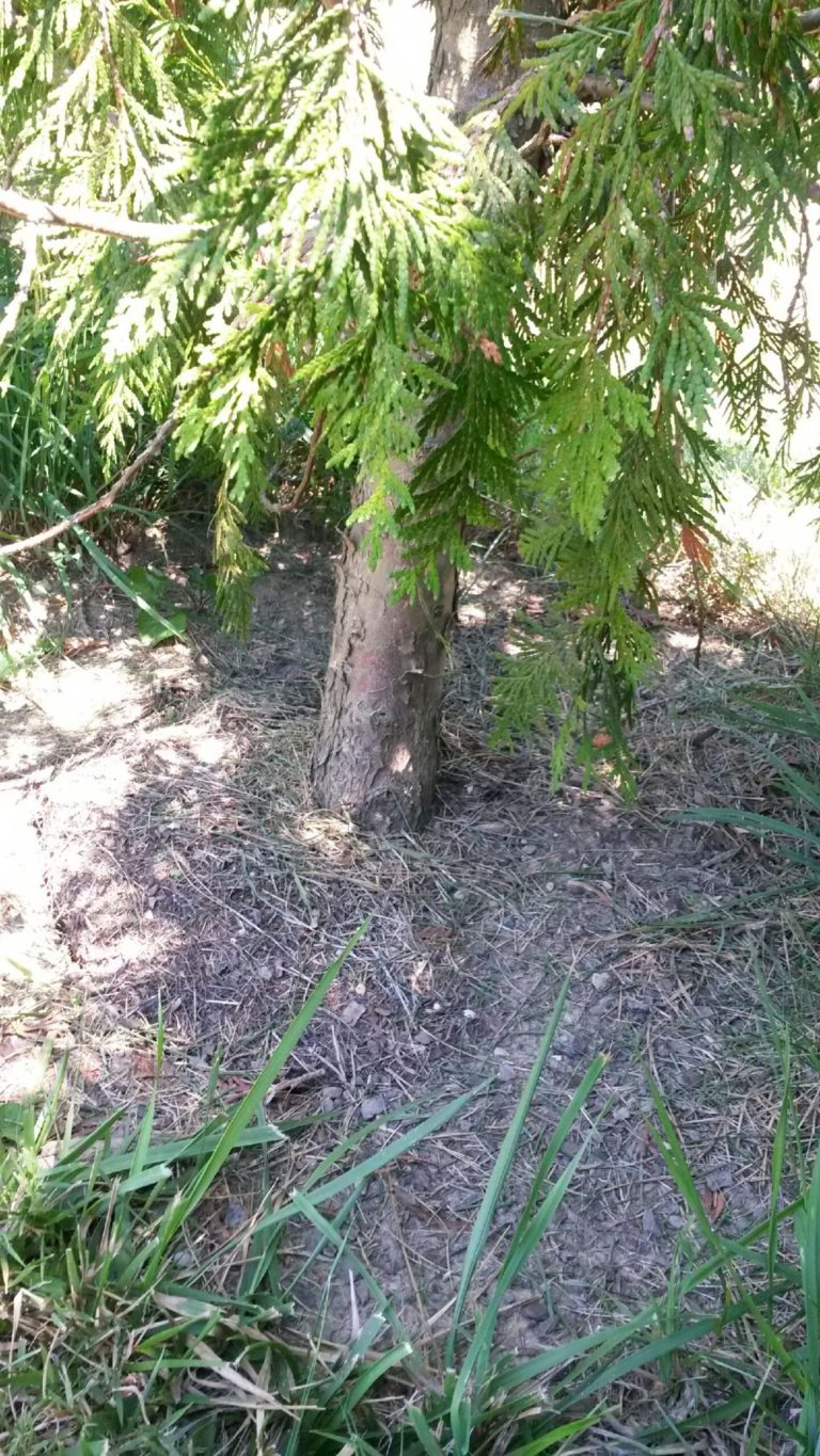 Top Arborvitae Aggravations