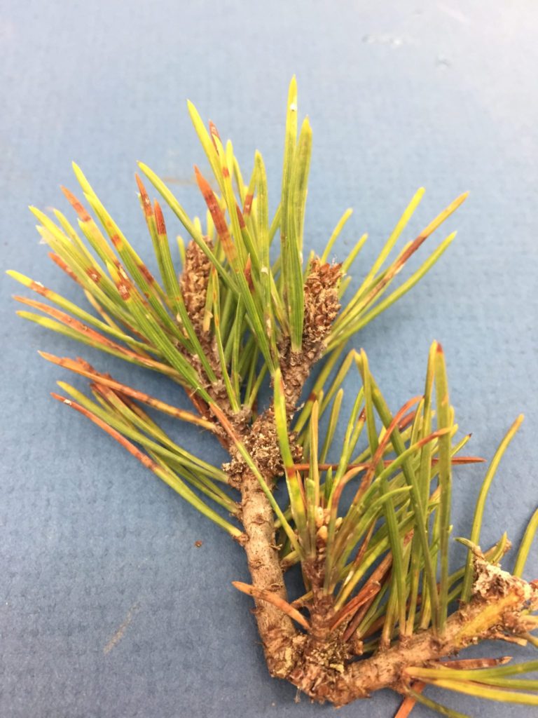 Red Band (Dothistroma) Needle Blight