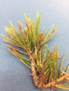 Red Band (Dothistroma) Needle Blight