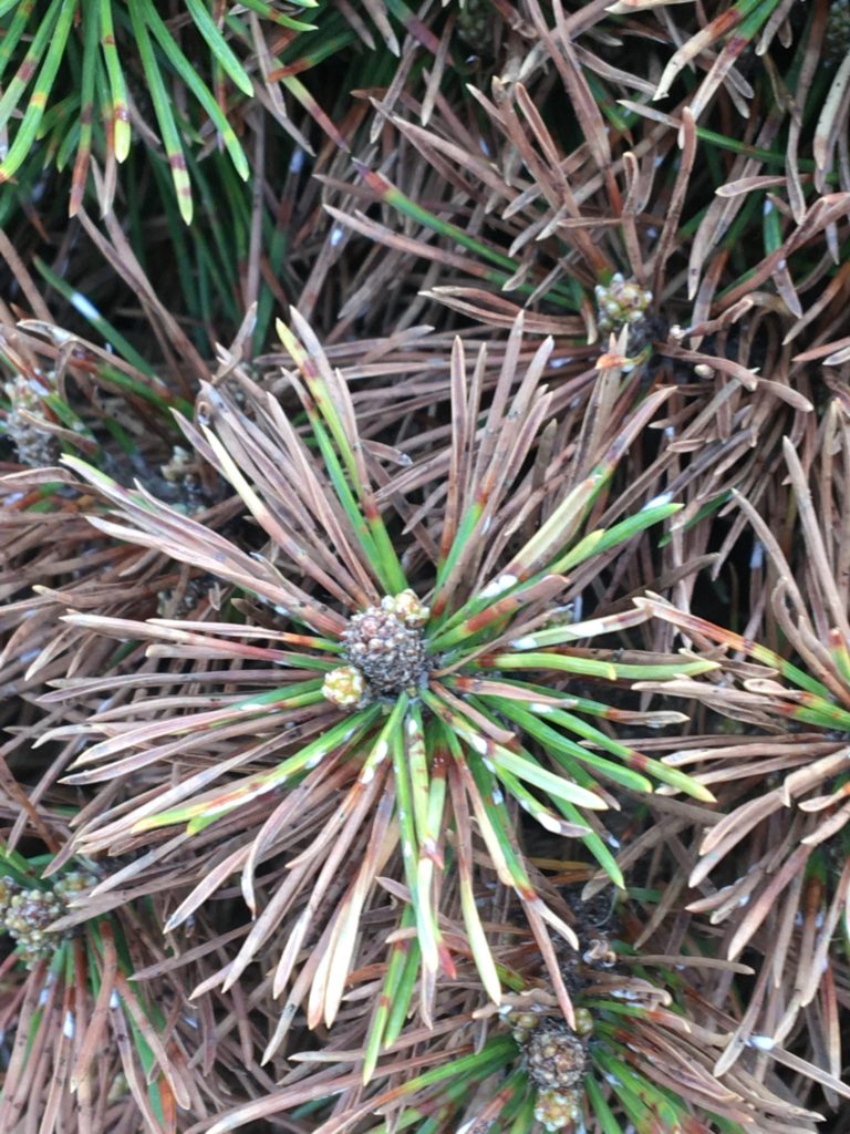 Red Band (Dothistroma) Needle Blight