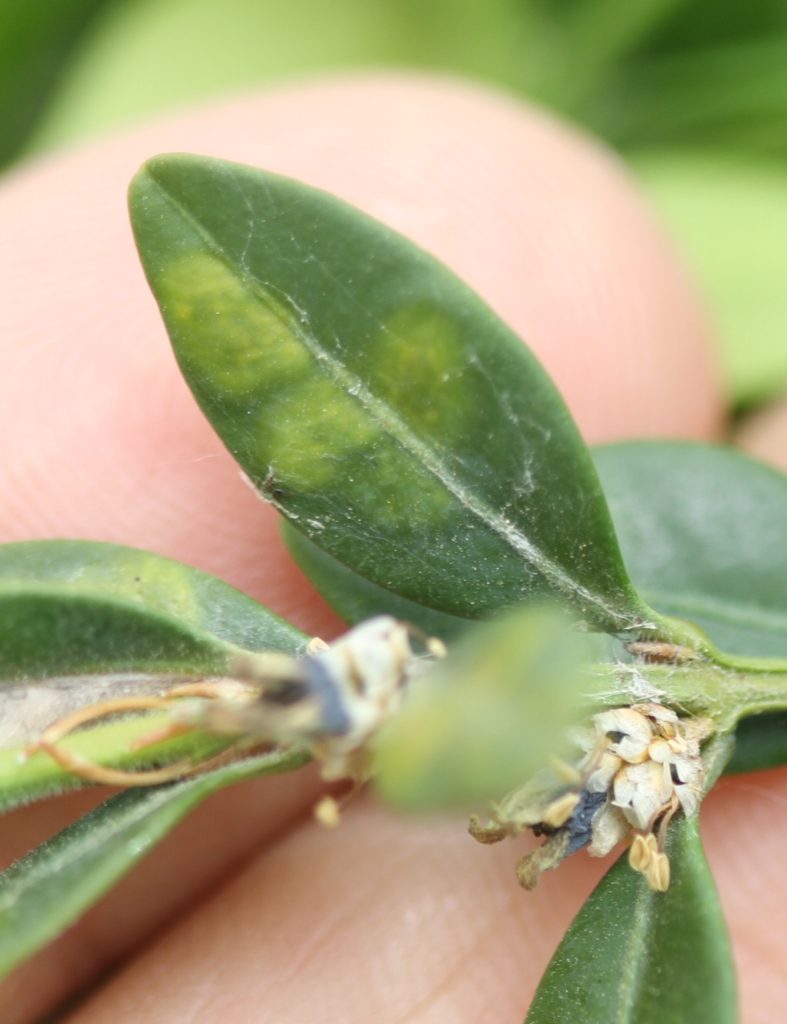 Don’t Be Bewildered by Brown Boxwood Leaves - Purdue Landscape Report