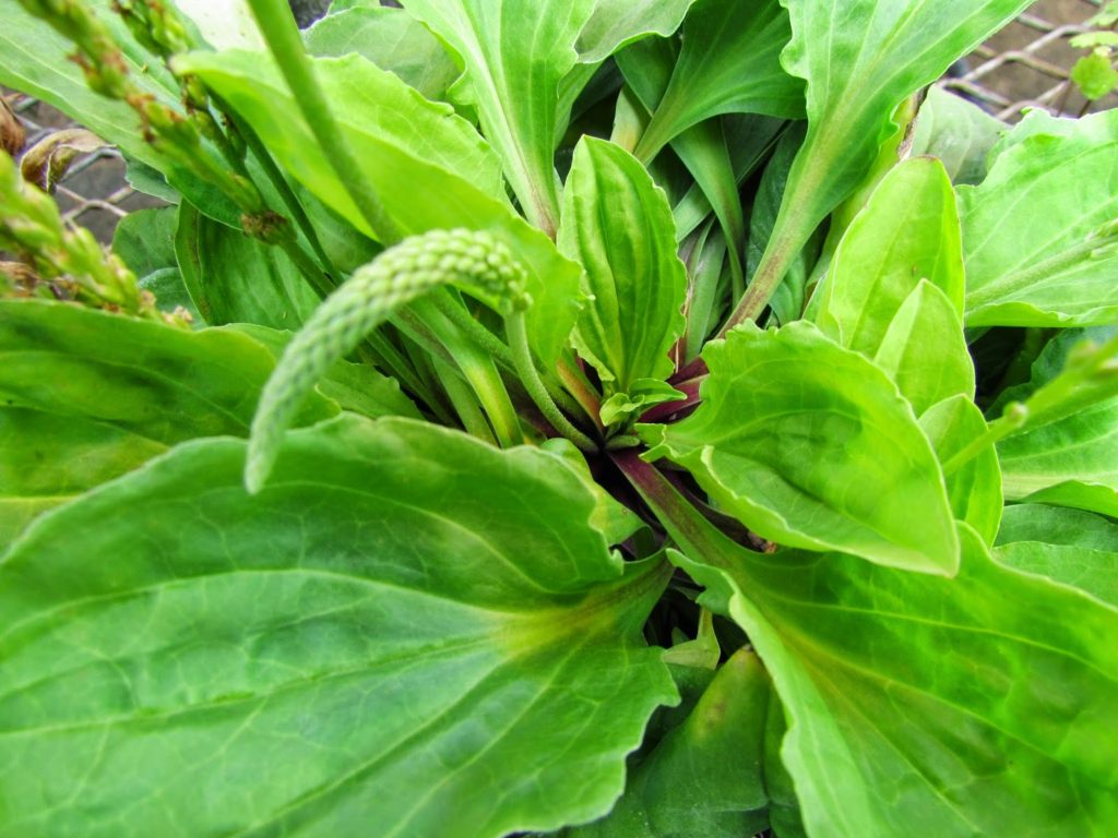 Spotlight on Weeds: Broadleaf plantain (Plantago major)