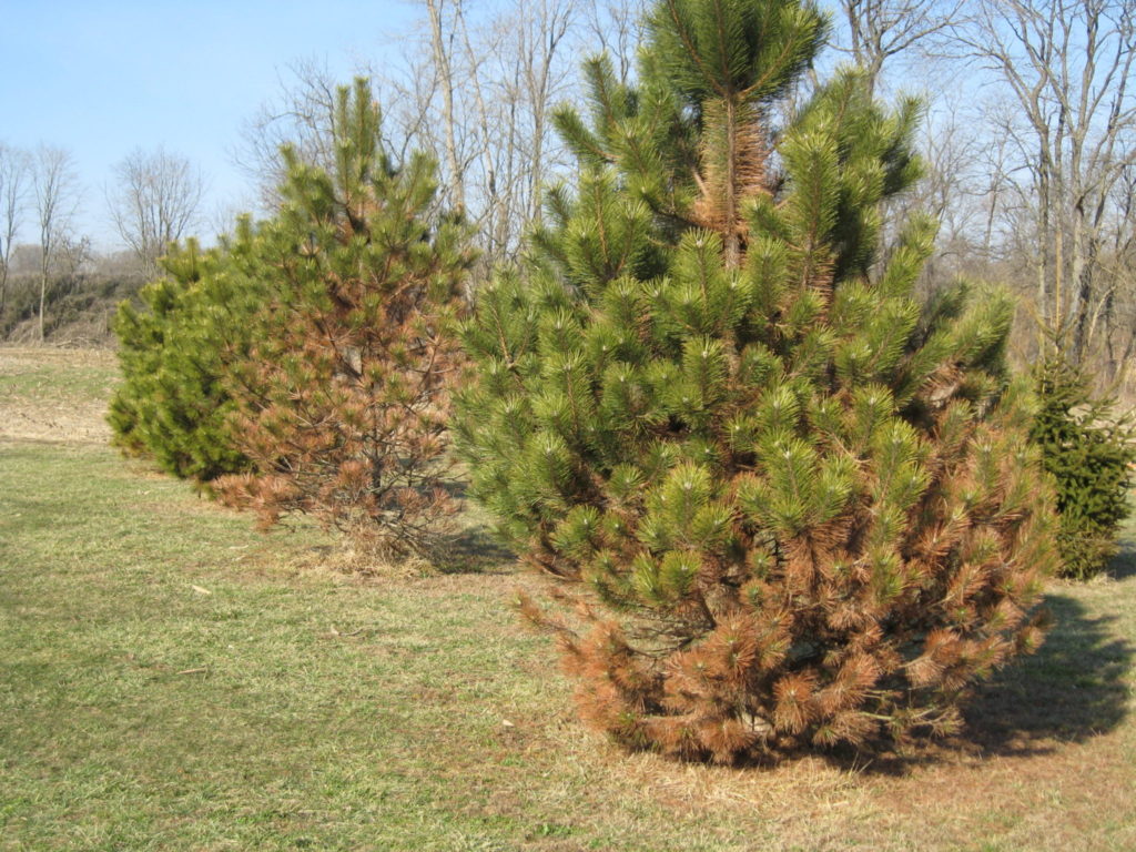 Red Band (Dothistroma) Needle Blight