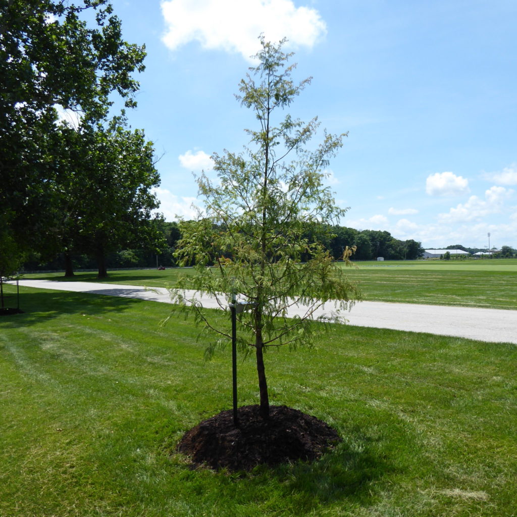 Stake or not to stake, that is the question!?