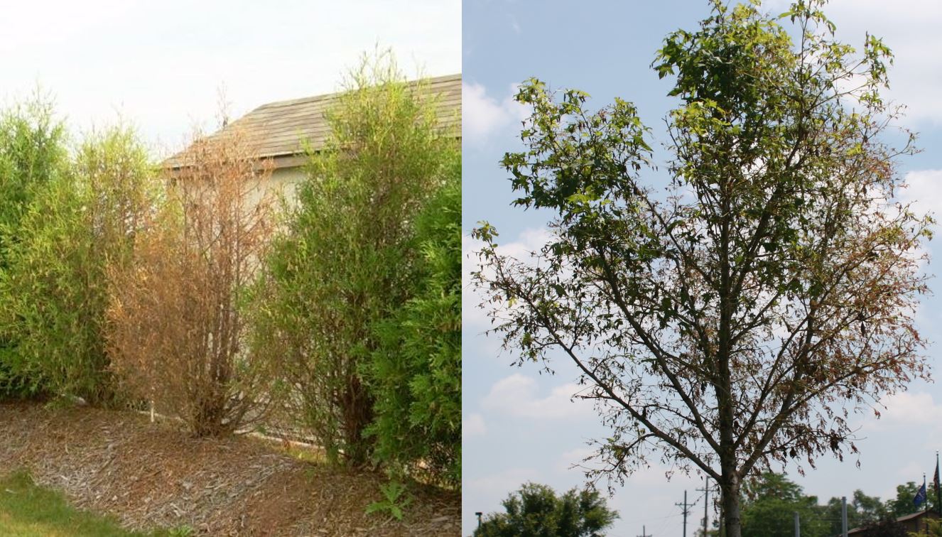 Will My Trees Recover After Losing Their Leaves will-my-trees-recover-after-losing-their-leaves