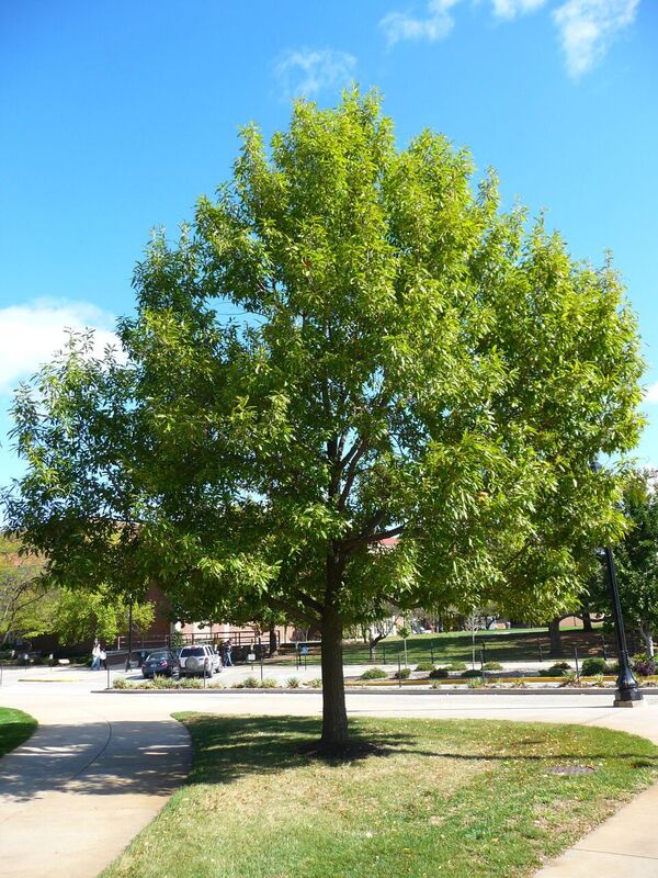 Tree Care; You get what you pay for!