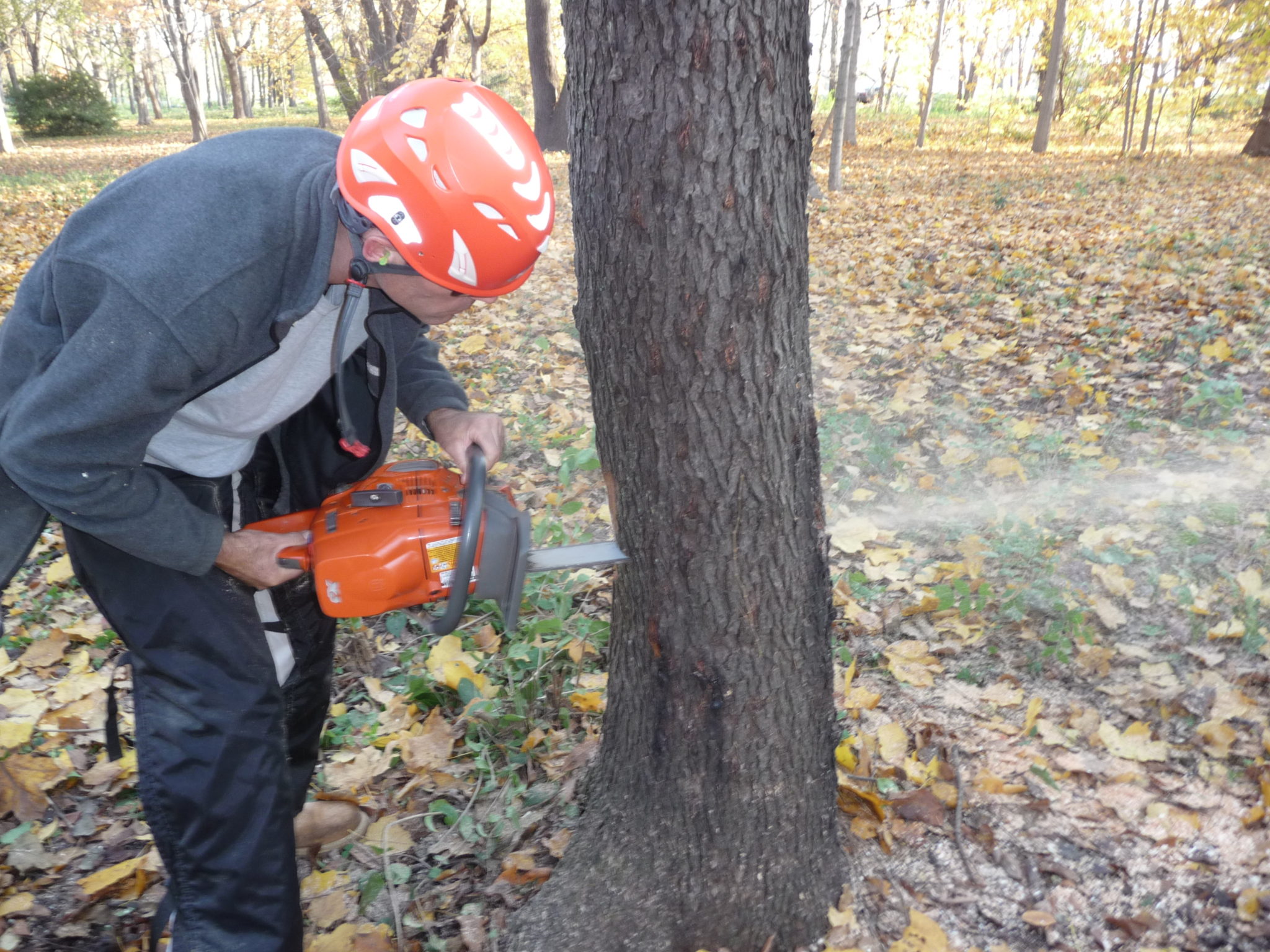 Homeowner Tree Care Accidents