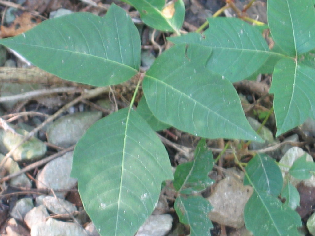 Poison Ivy - Purdue Landscape Report