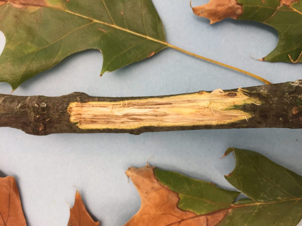 Oak wilt in Indiana | Morning Ag Clips