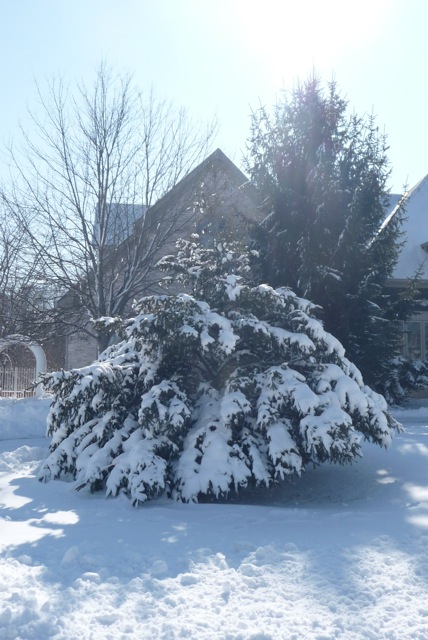 Winter Weather Tree Tips
