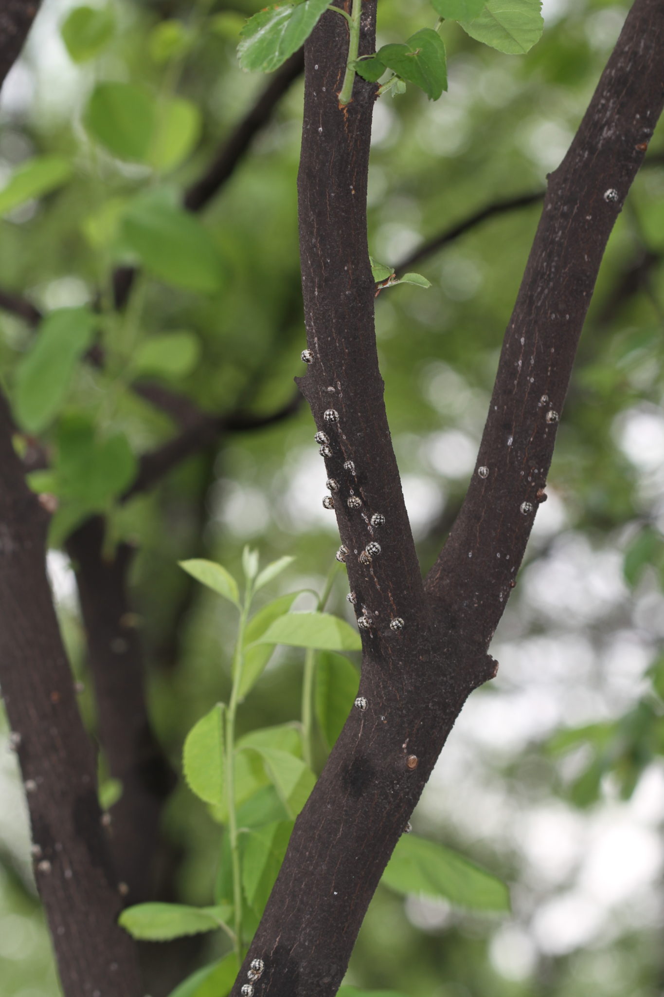 How to Fix Problems with Scale Insects