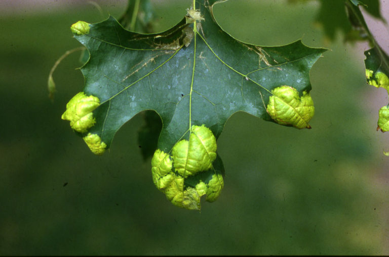 Oak Leaf Blister – No Cause for Concern