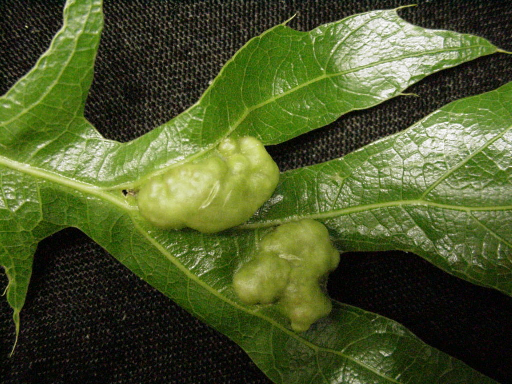 Oak Leaf Blister – No Cause for Concern