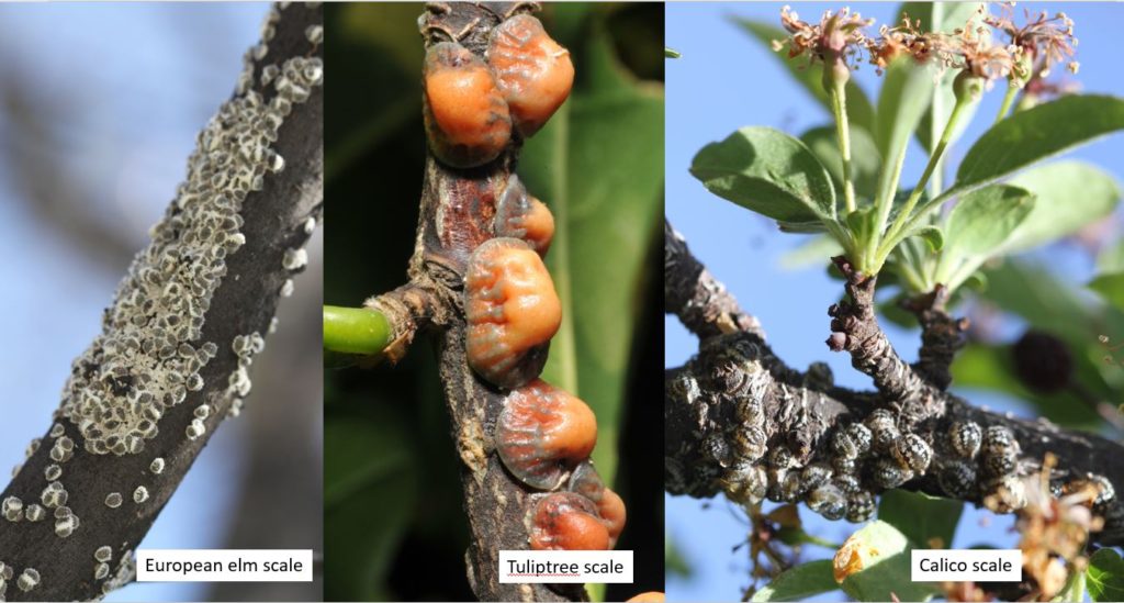 How to Fix Problems with Scale Insects