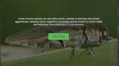 Terrestrial Invasive Species Rule Signed by Indiana Governor