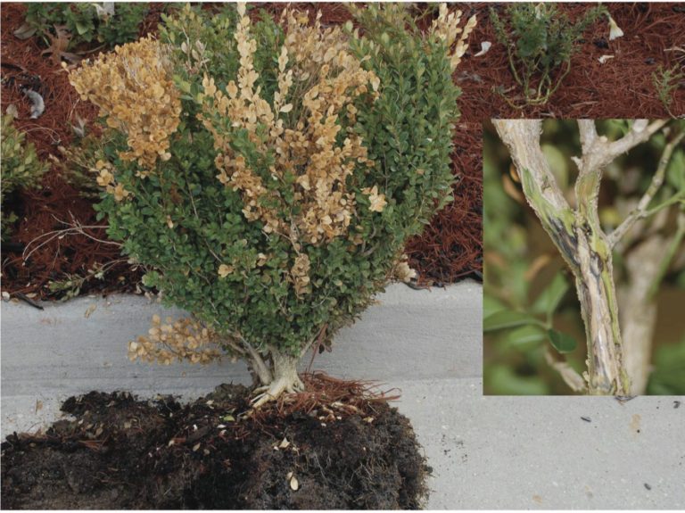 Other Boxwood Issues