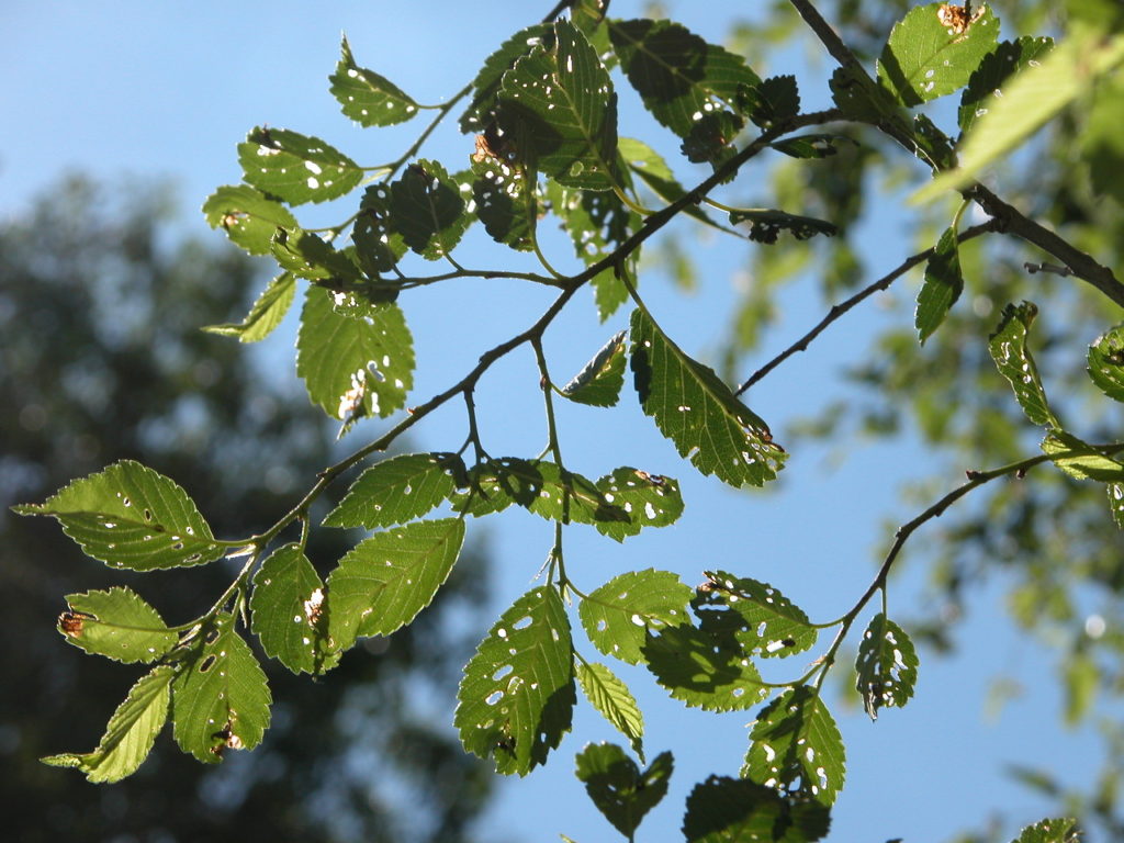 Elm Leaves