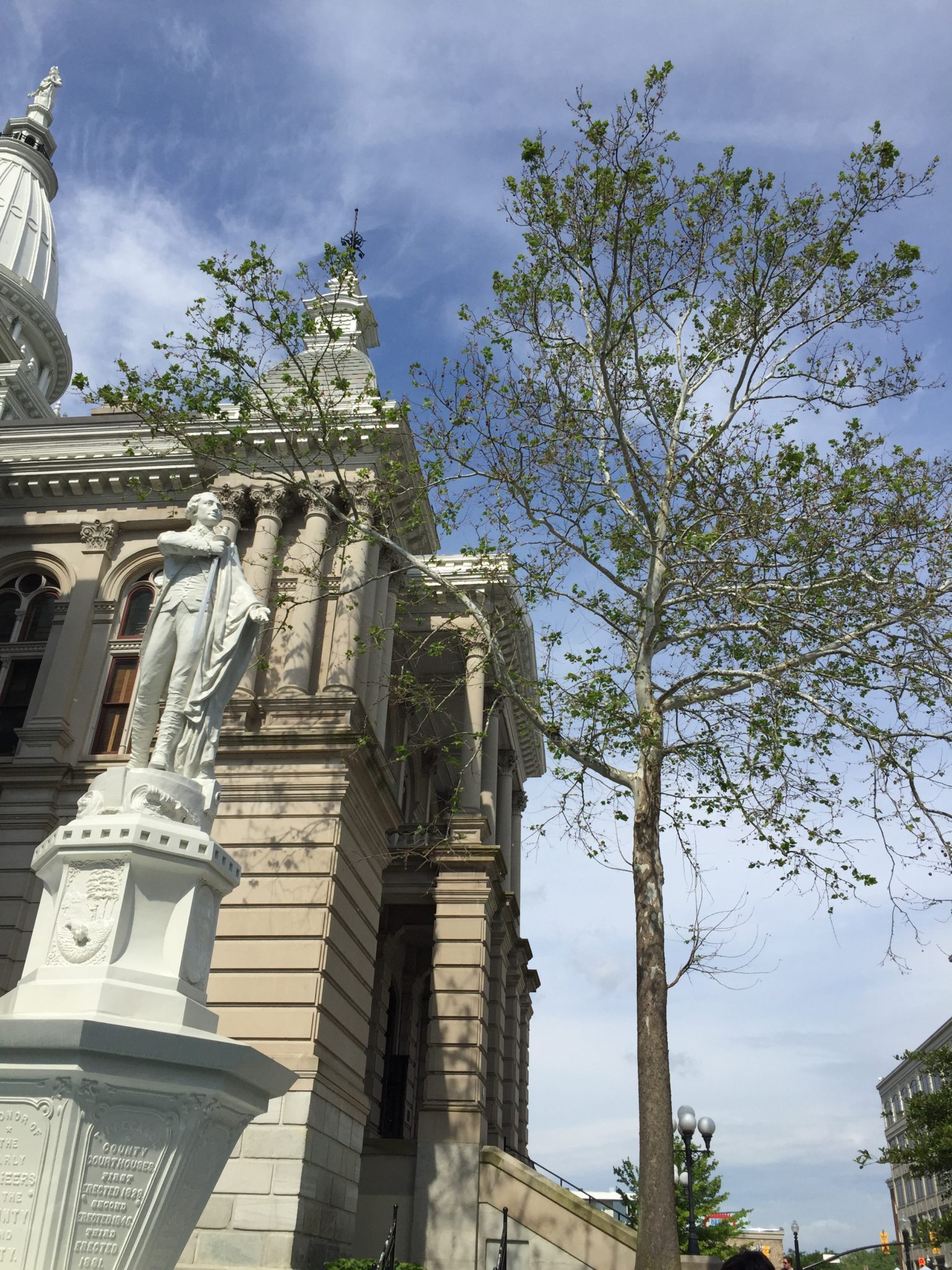 Sycamore Anthracnose – Don’t let the rains get you down