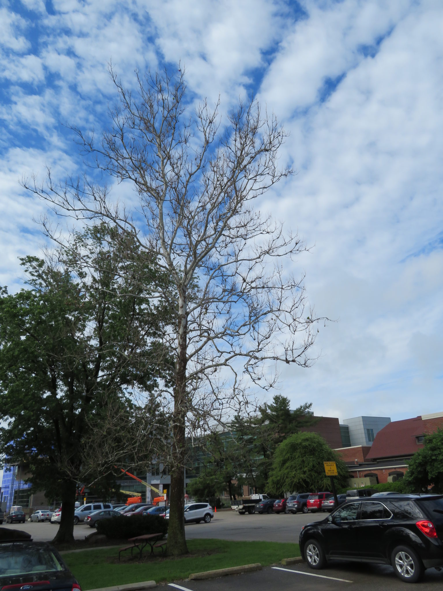Sycamore Anthracnose – Don’t let the rains get you down