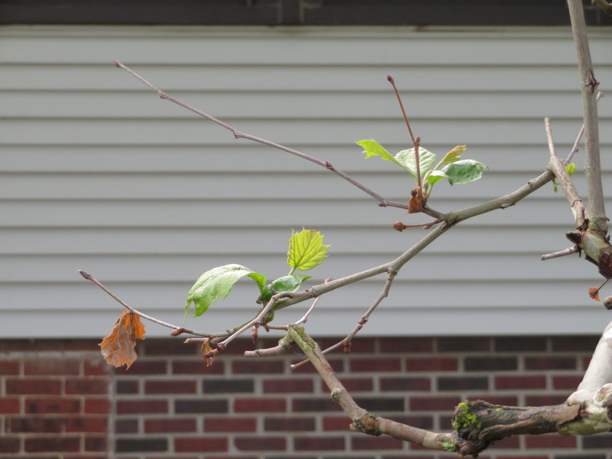 Sycamore Anthracnose – Don’t let the rains get you down