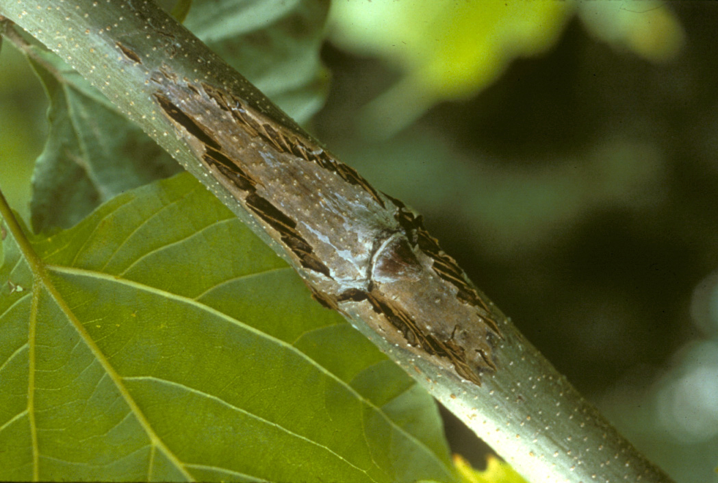Sycamore Anthracnose – Don’t let the rains get you down