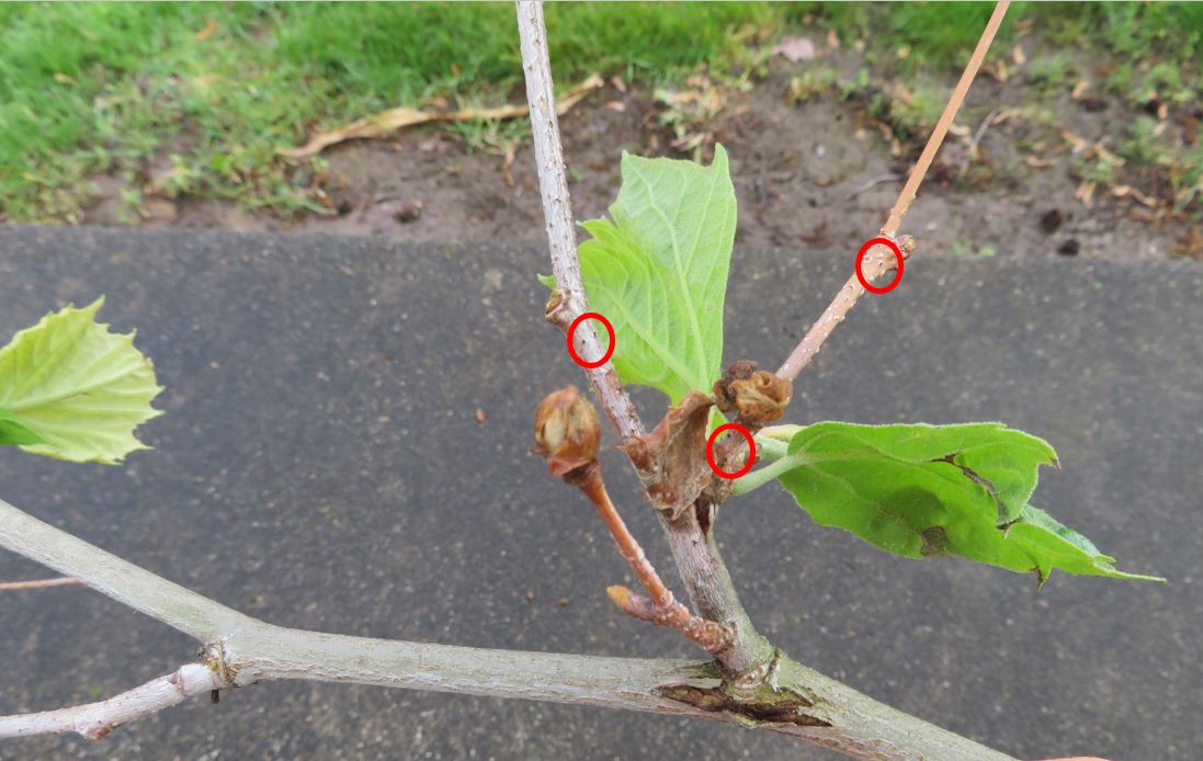 Sycamore Anthracnose – Don’t let the rains get you down