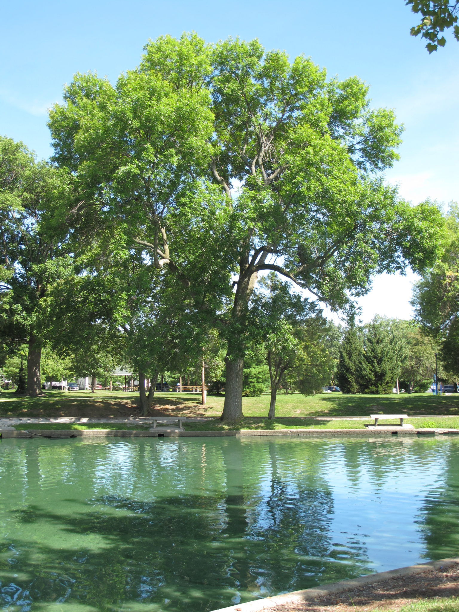 August is National Tree Check Month: Are YOUR trees safe and secure?