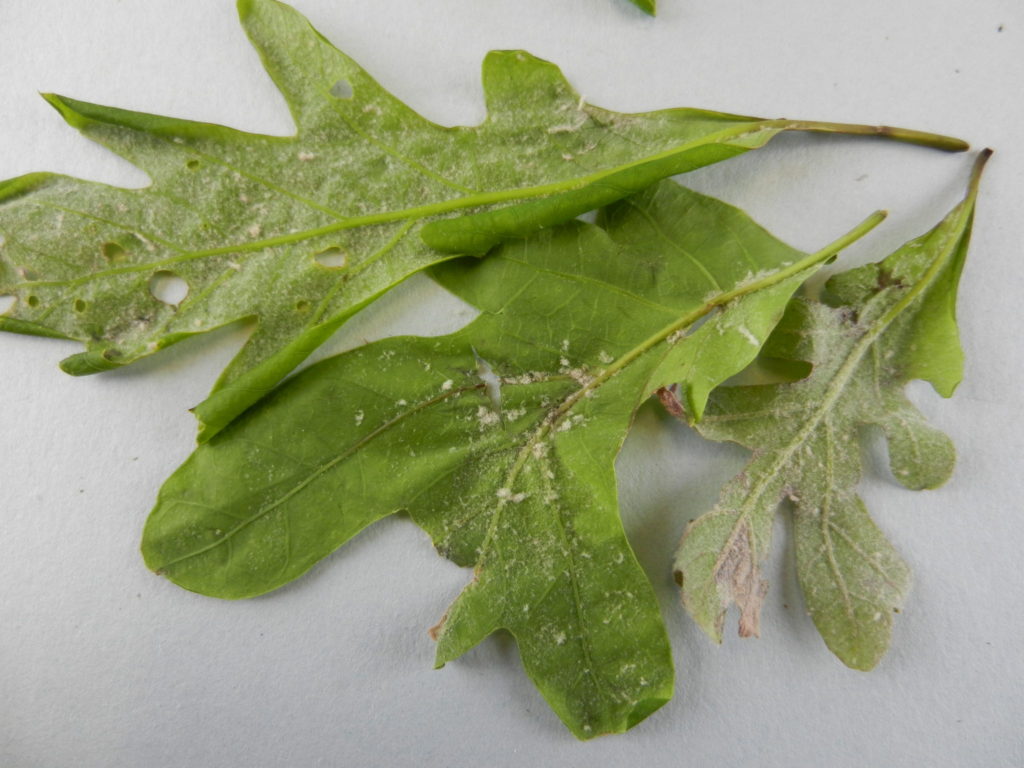 Trichomes - Purdue Landscape Report