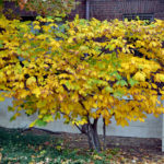 Native Shrubs For Fall Color