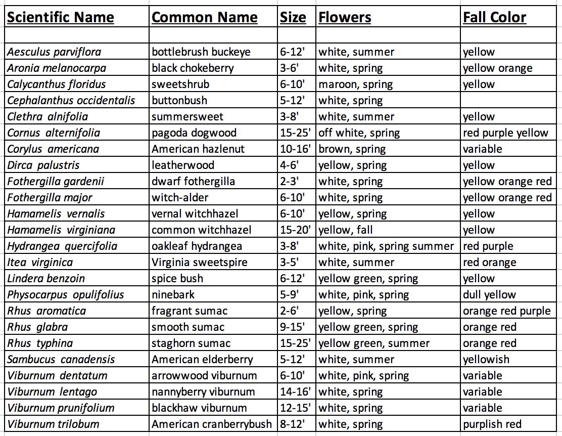Native Shrubs For Fall Color