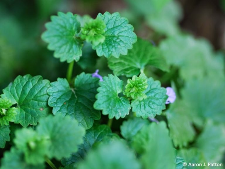 Spotlight on Weeds: Ground Ivy/Creeping Charlie (Glechoma hederacea ...