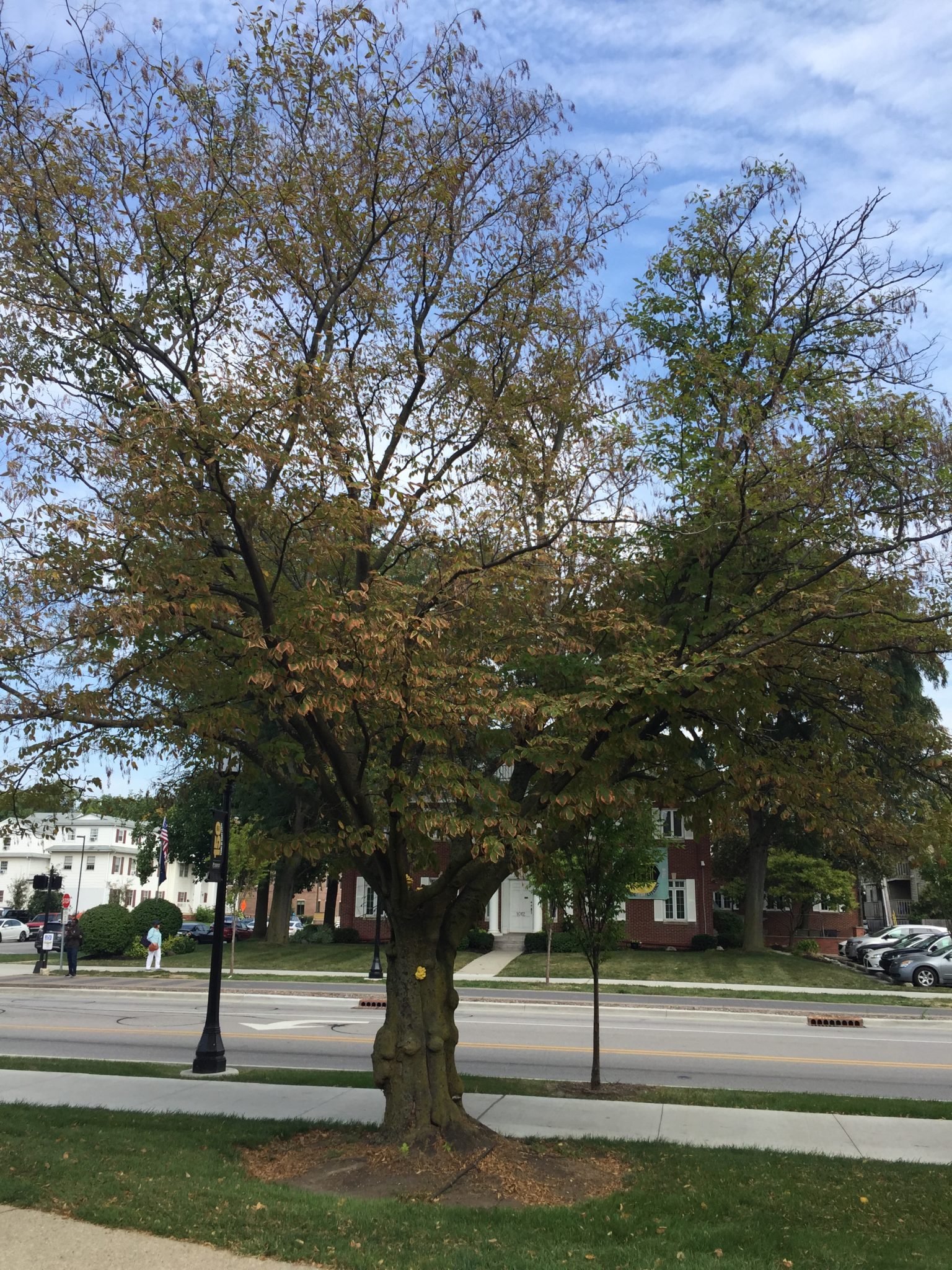 Yellowwood Tree Bark