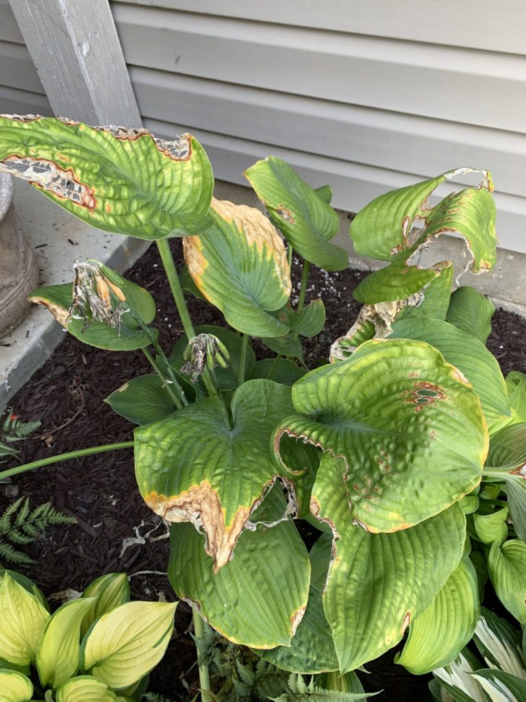 Hosta – Late Summer Decline