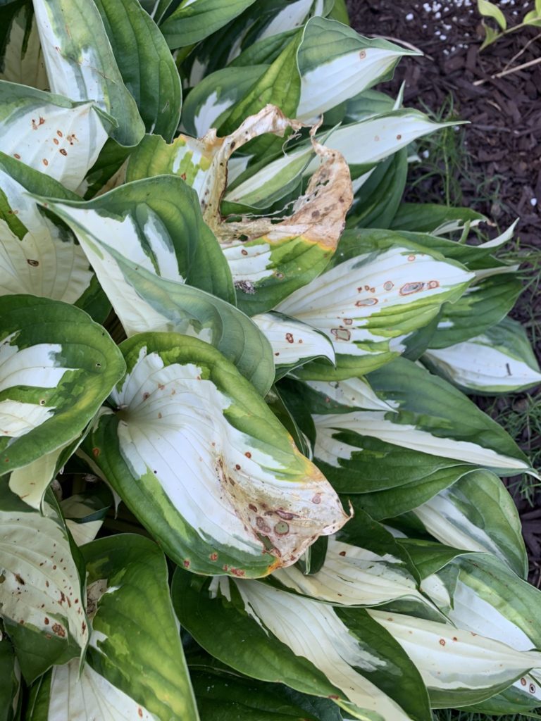 Hosta – Late Summer Decline